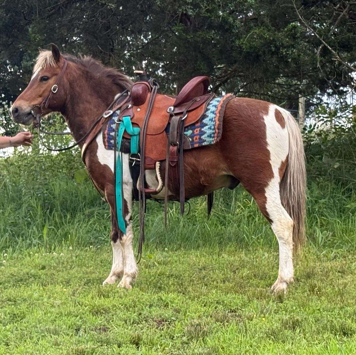 Gentle Pony Rides and Drives - Tinker