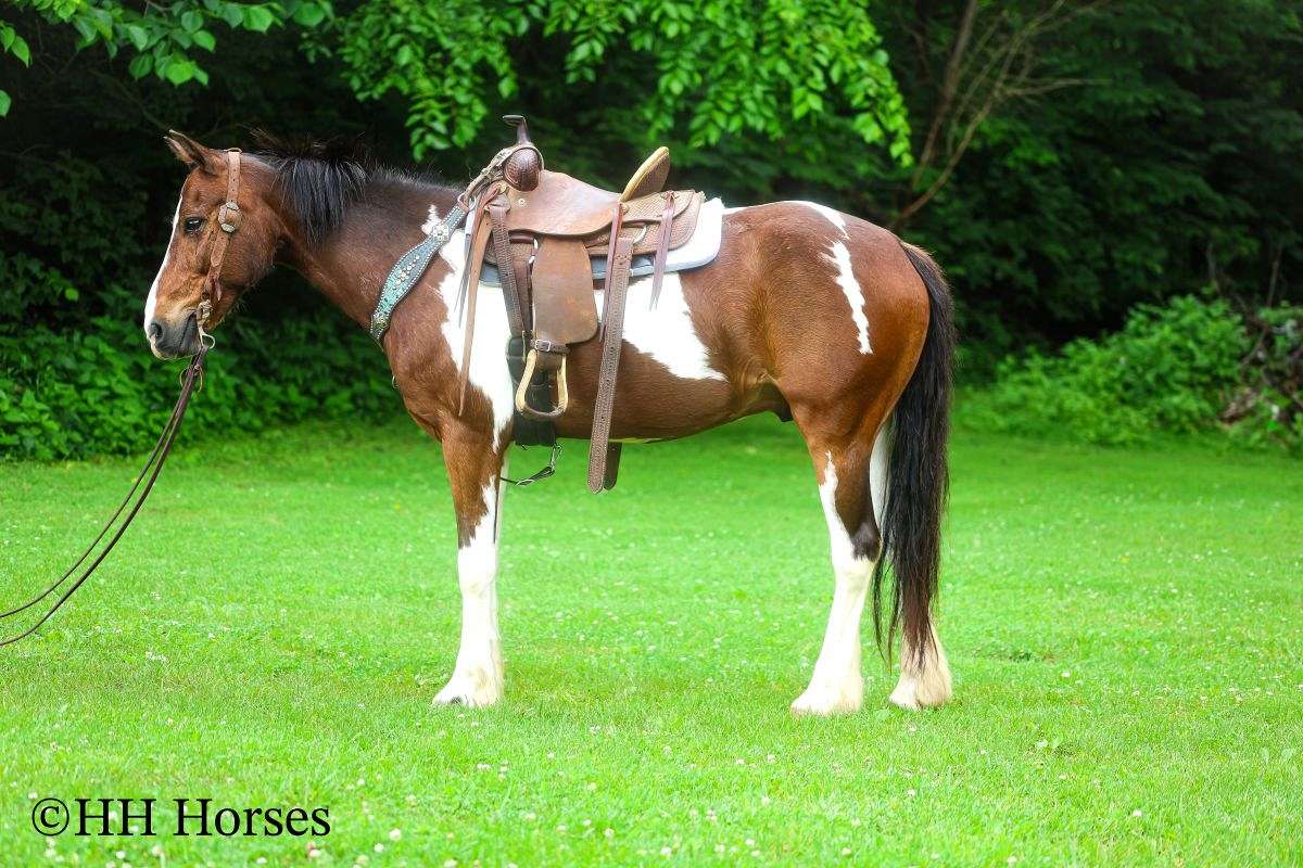 Unique, Very Flashy, Broke, Safe Bay and White Tobiano Paint, Ride & Drive