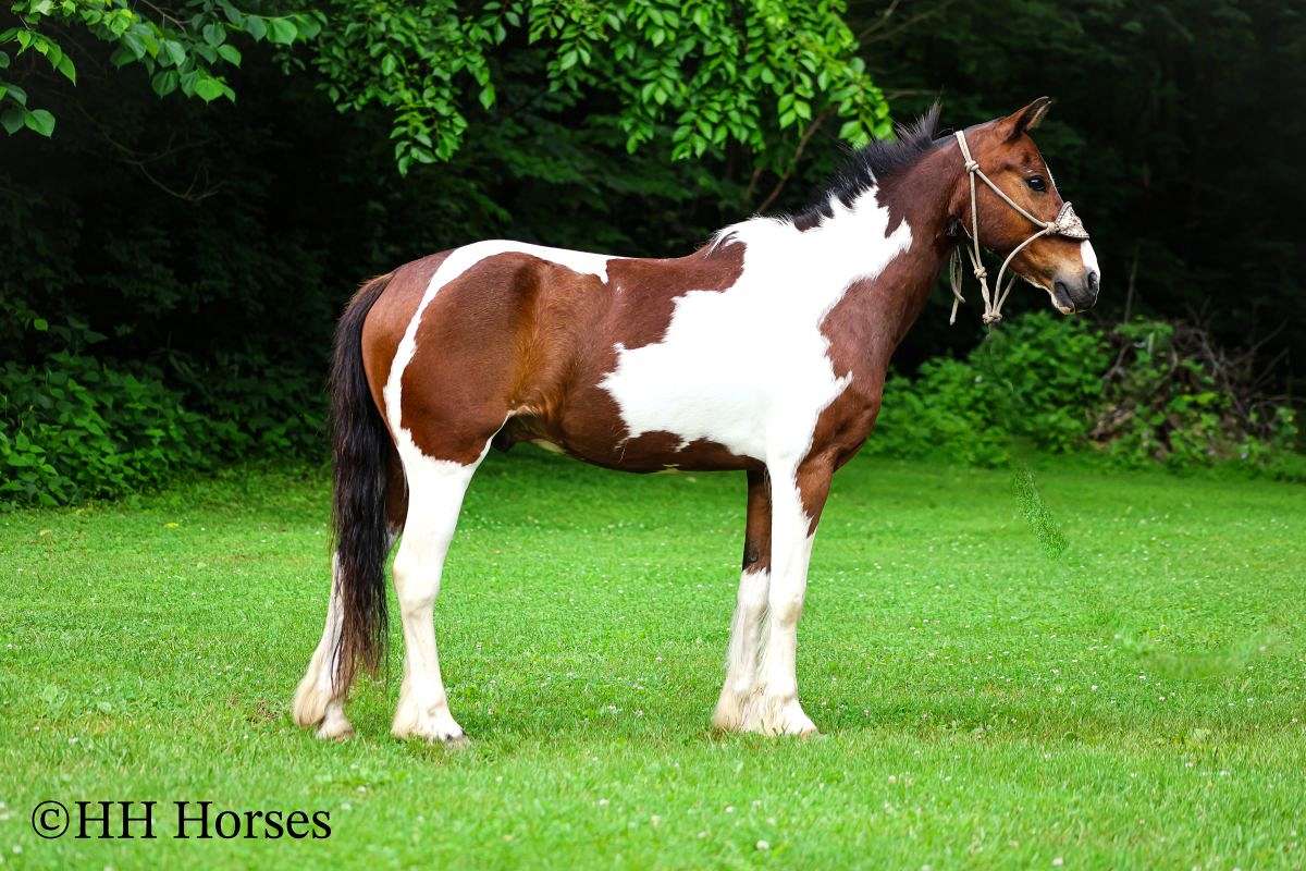 Unique, Very Flashy, Broke, Safe Bay and White Tobiano Paint, Ride & Drive
