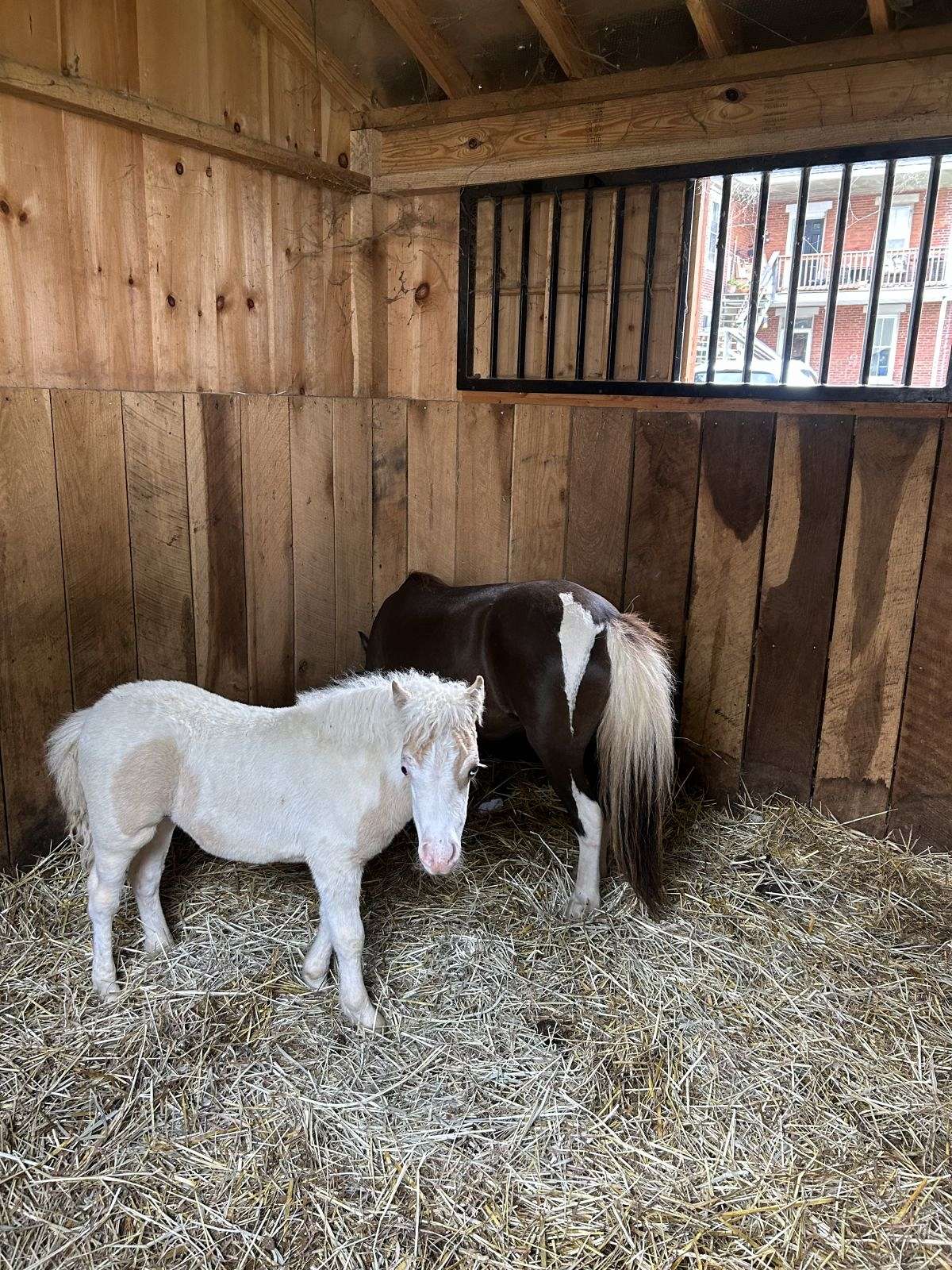 Mini Pony and Baby