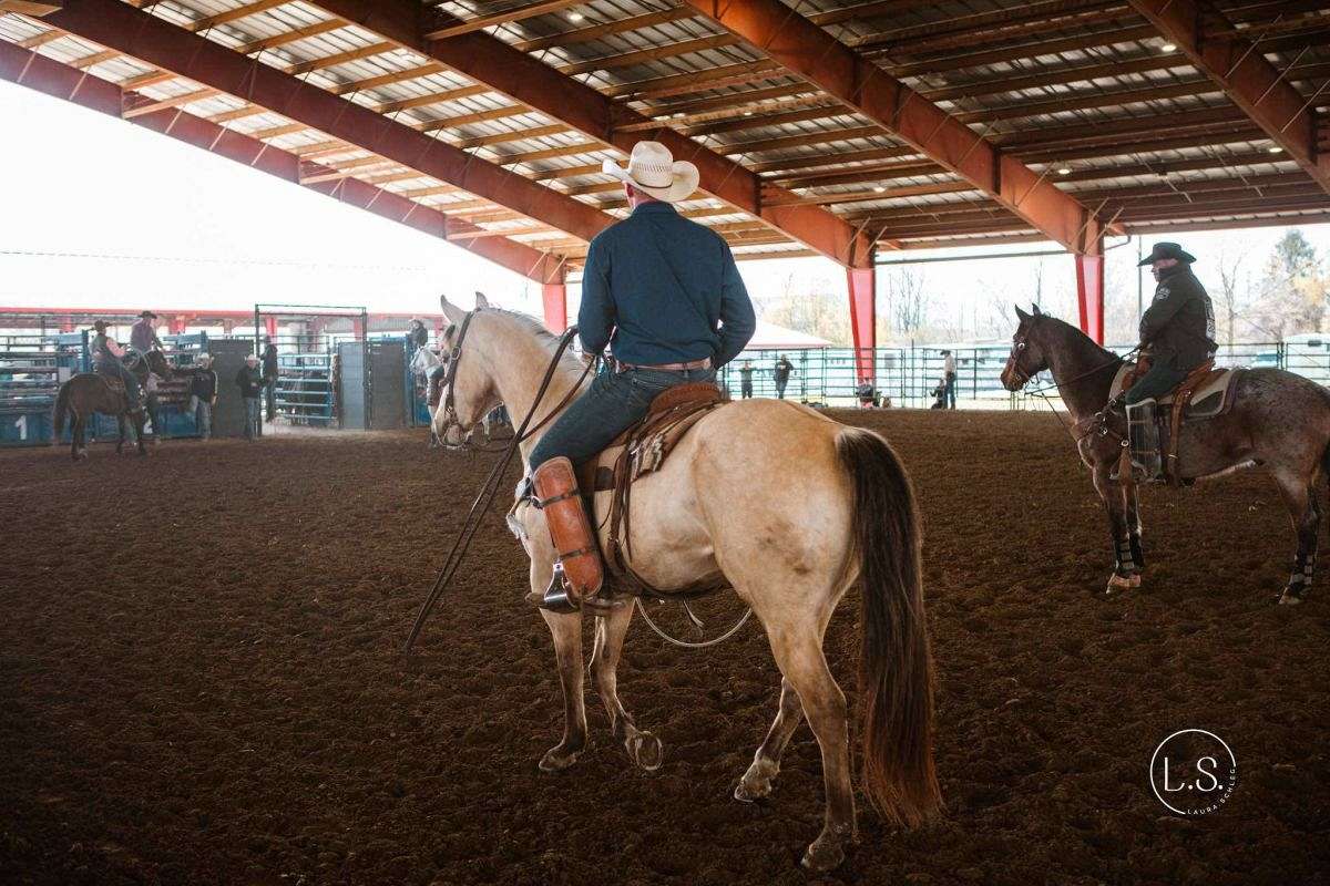 Wilson - Solid Ranch & Roping Horse 7 Yr Old Buckskin Quarter Horse Gelding