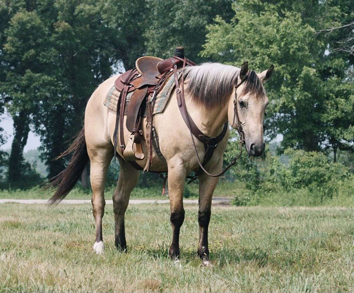 Wilson - Solid Ranch & Roping Horse 7 Yr Old Buckskin Quarter Horse Gelding
