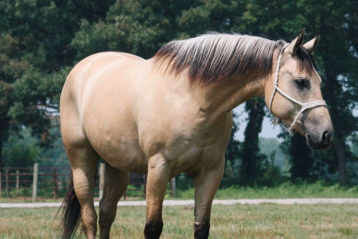 Wilson - Solid Ranch & Roping Horse 7 Yr Old Buckskin Quarter Horse Gelding