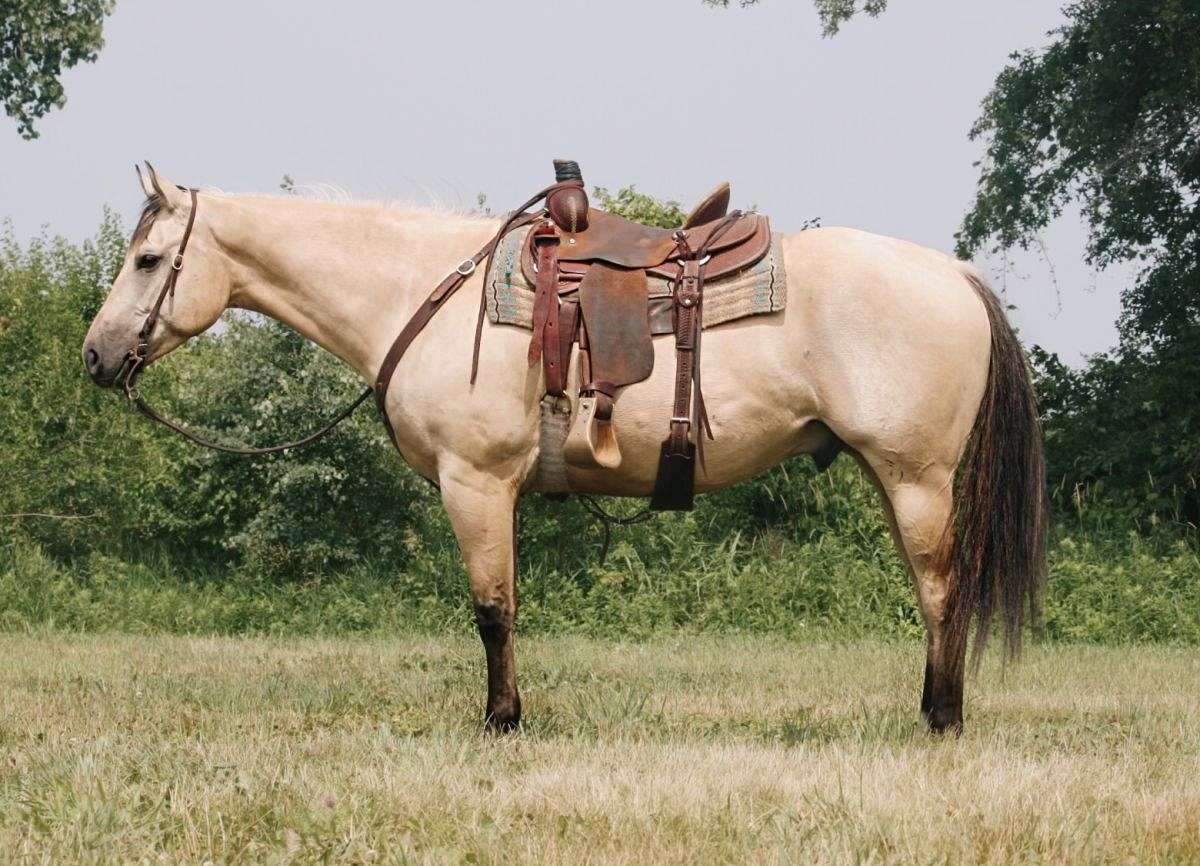 Wilson - Solid Ranch & Roping Horse 7 Yr Old Buckskin Quarter Horse Gelding
