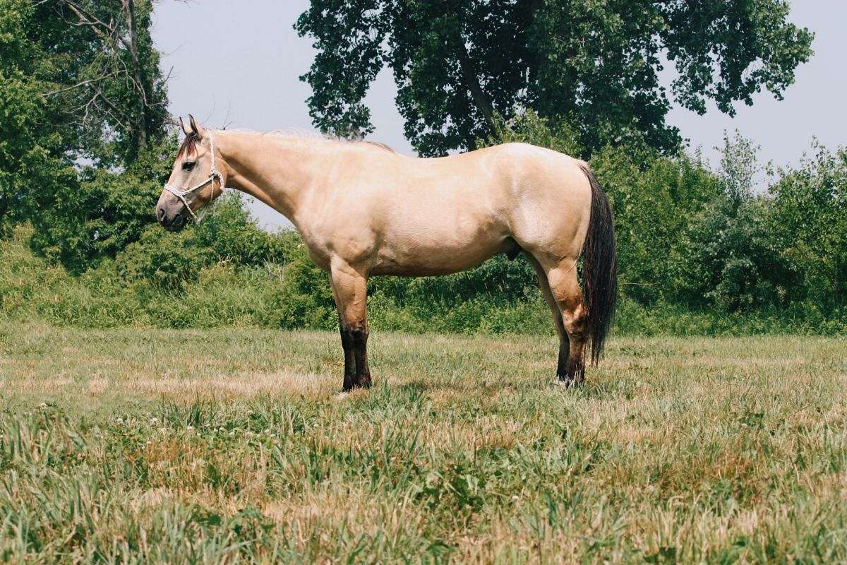 Wilson - Solid Ranch & Roping Horse 7 Yr Old Buckskin Quarter Horse Gelding