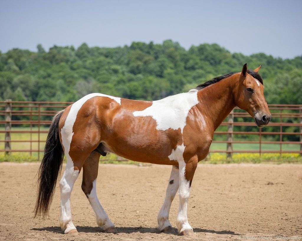 Tibbs - Super Handsome 10 Yr Old Bay & White Belgian/Paint Cross Gelding!