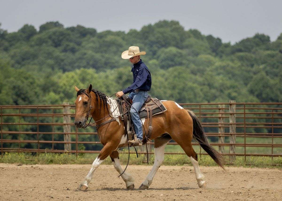 Tibbs - Super Handsome 10 Yr Old Bay & White Belgian/Paint Cross Gelding!