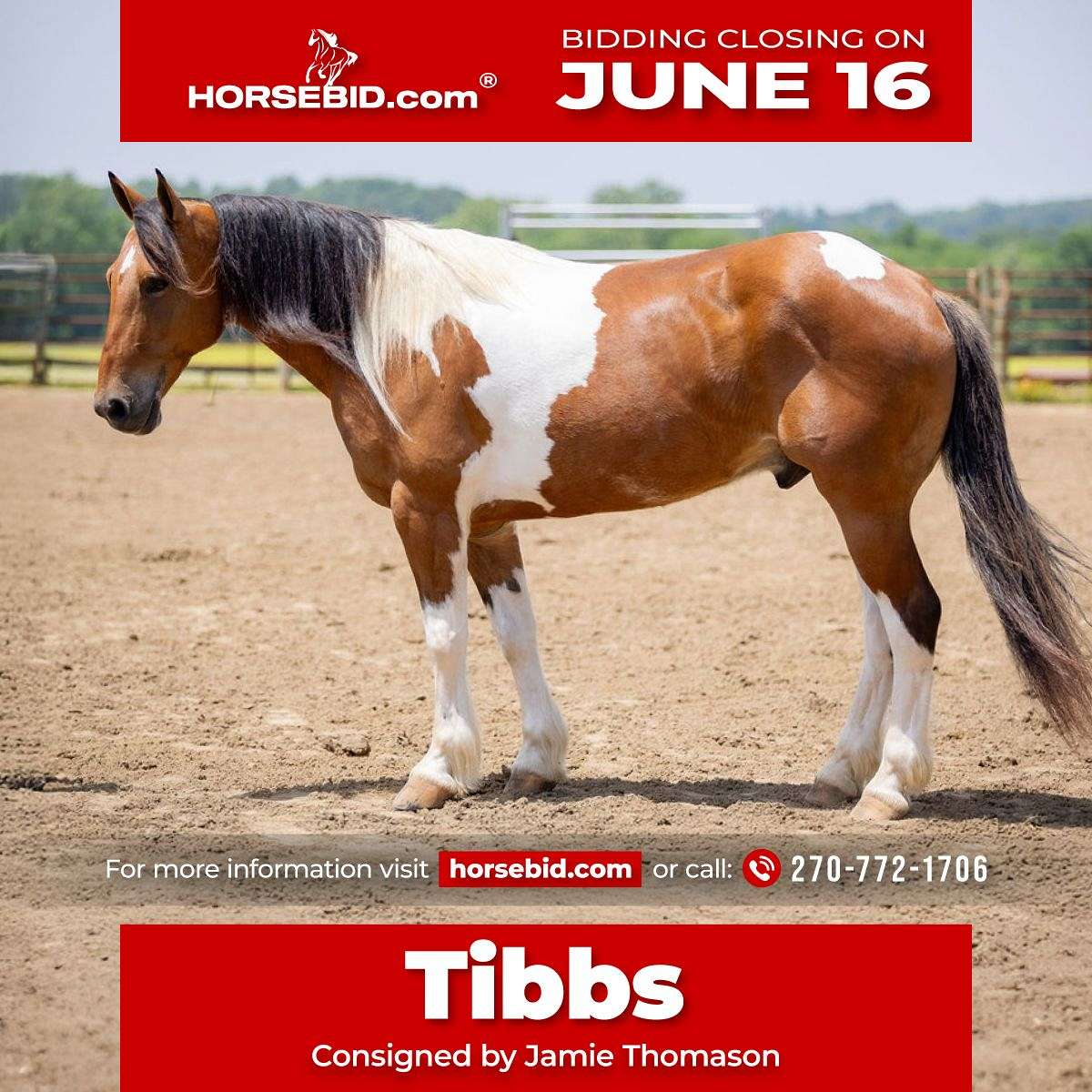 Tibbs - Super Handsome 10 Yr Old Bay & White Belgian/Paint Cross Gelding!