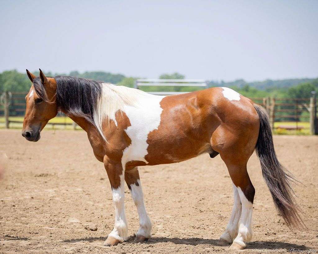 Tibbs - Super Handsome 10 Yr Old Bay & White Belgian/Paint Cross Gelding!