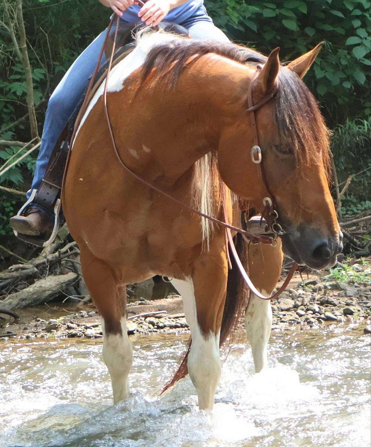 Tibbs - Super Handsome 10 Yr Old Bay & White Belgian/Paint Cross Gelding!