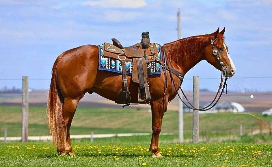 Sure Slidin Magnum - Performance Horse Deluxe 4 yo Sorrel AQHA Gelding!