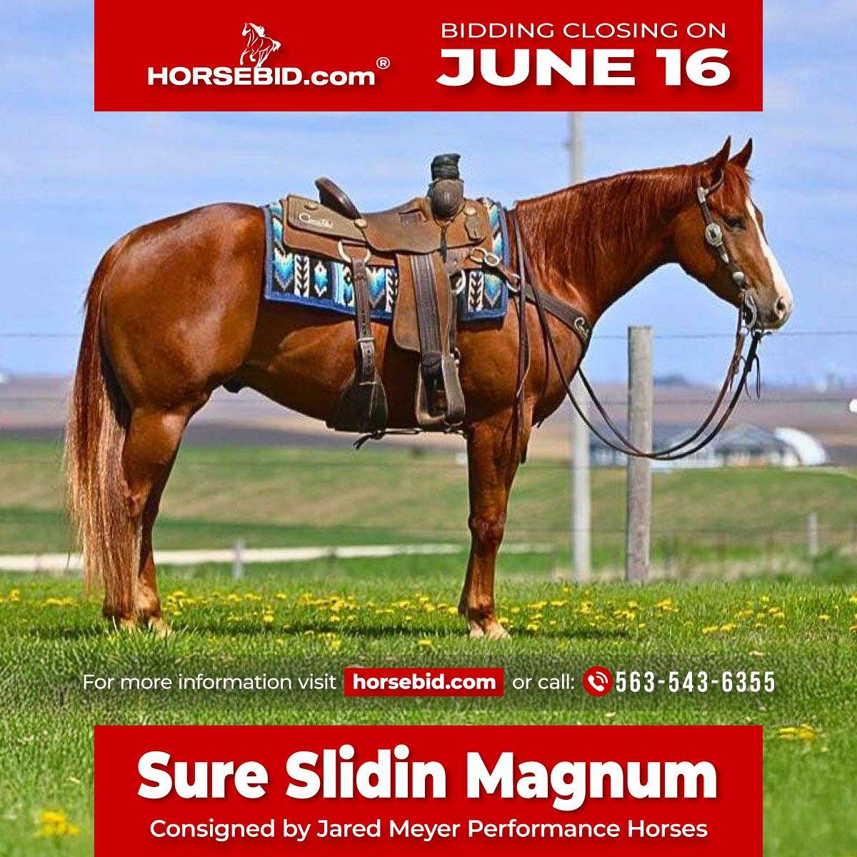 Sure Slidin Magnum - Performance Horse Deluxe 4 yo Sorrel AQHA Gelding!
