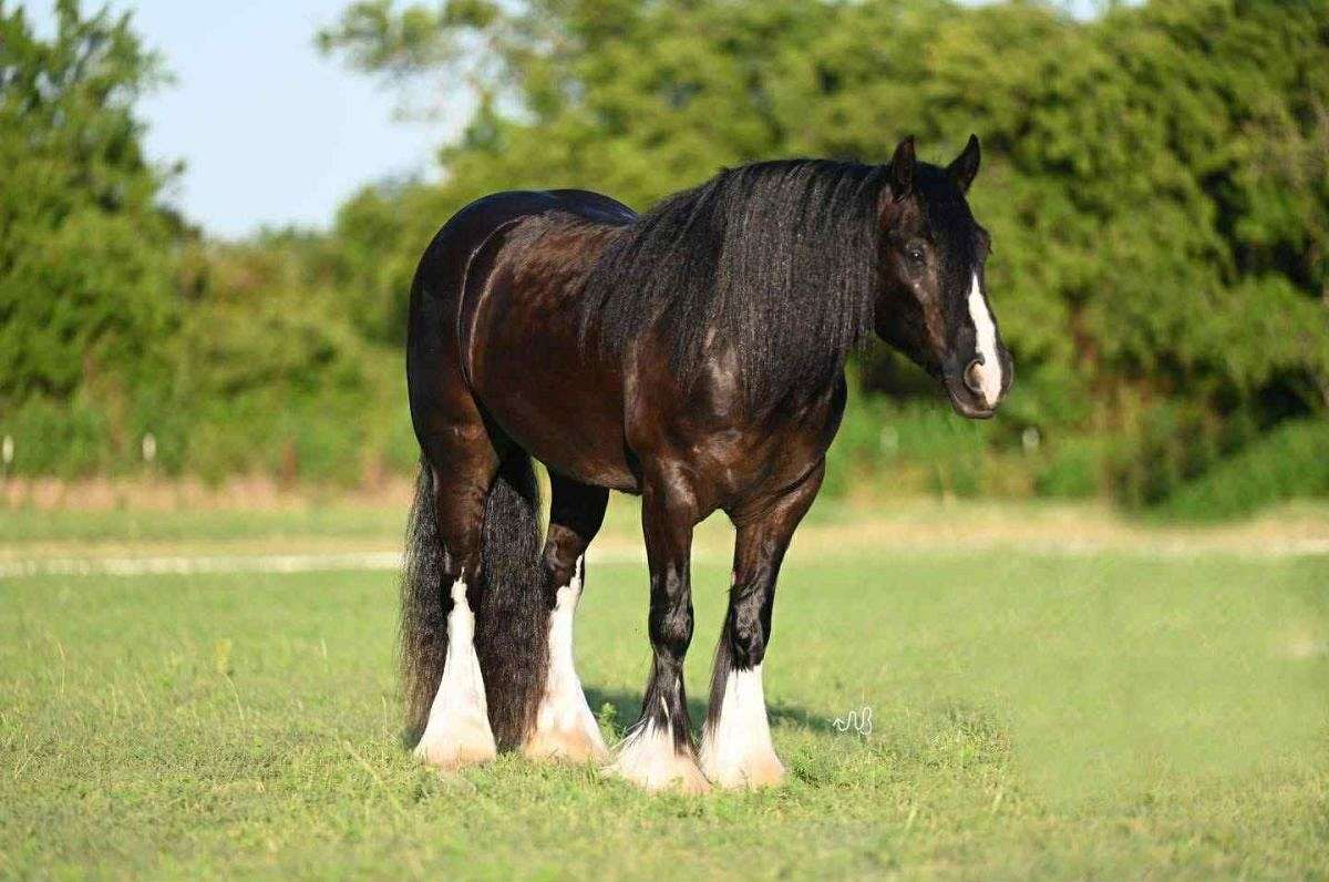 Sugar Ray - Dream Horse Deluxe 6 Yr Old Black Gypsy Vanner Gelding!
