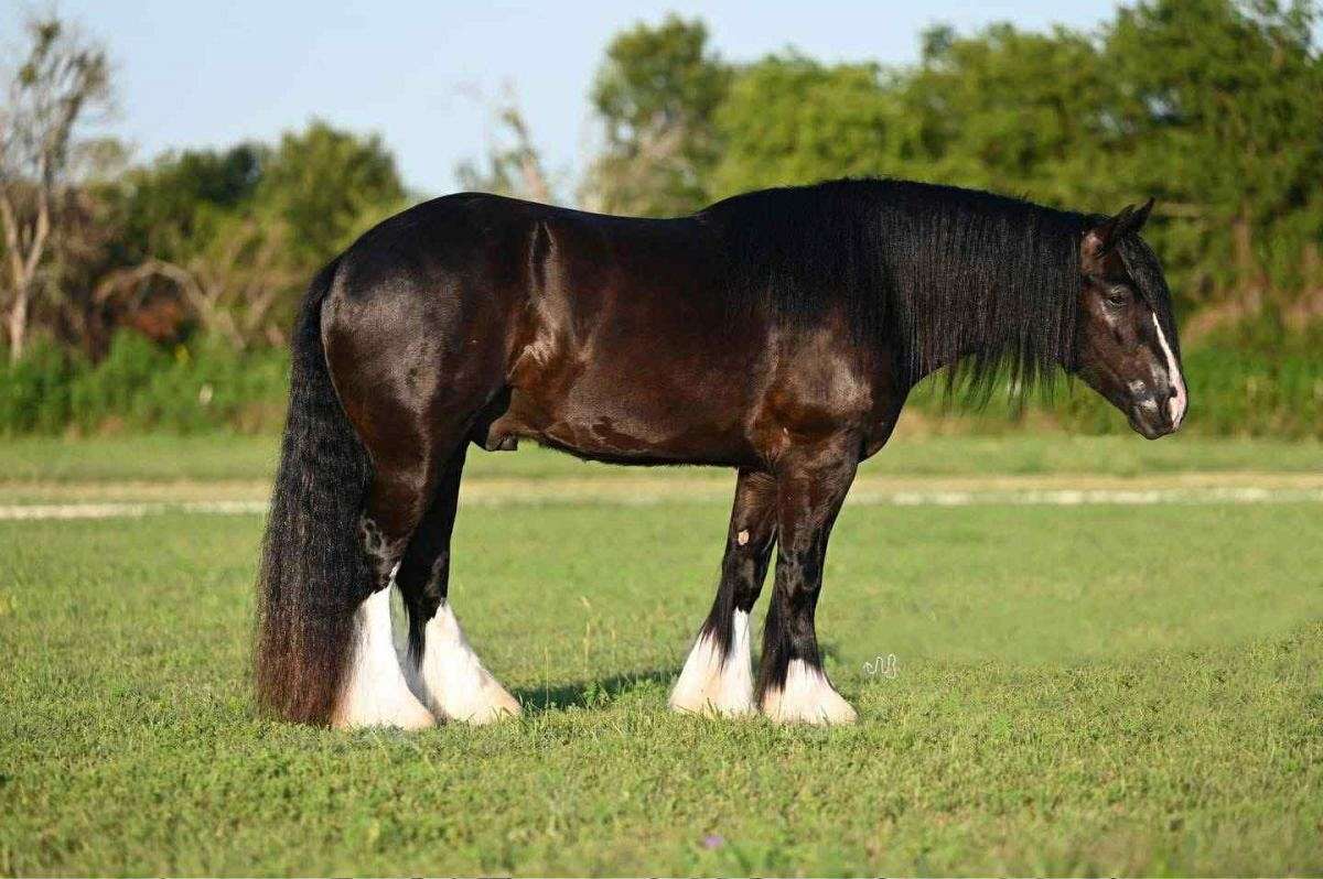 Sugar Ray - Dream Horse Deluxe 6 Yr Old Black Gypsy Vanner Gelding!