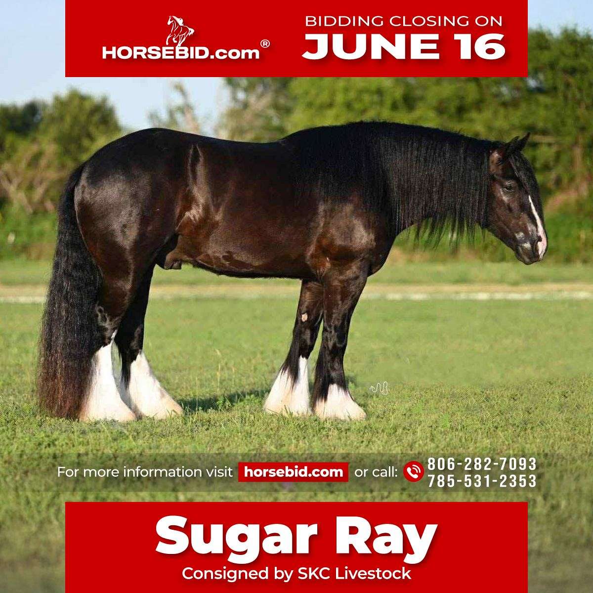 Sugar Ray - Dream Horse Deluxe 6 Yr Old Black Gypsy Vanner Gelding!