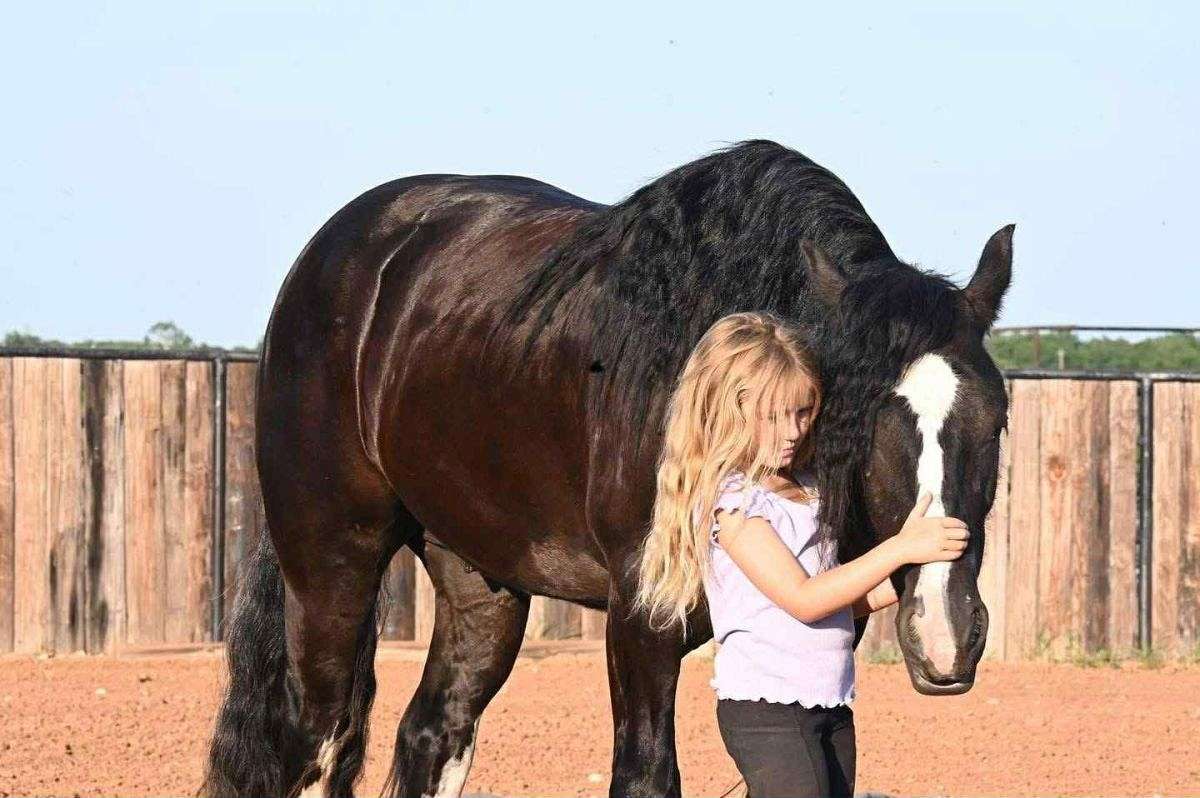 Sugar Ray - Dream Horse Deluxe 6 Yr Old Black Gypsy Vanner Gelding!