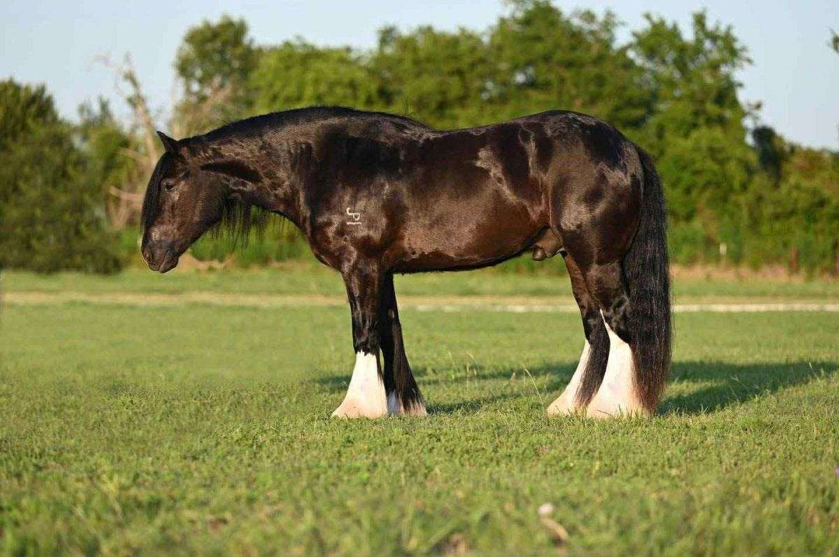 Sugar Ray - Dream Horse Deluxe 6 Yr Old Black Gypsy Vanner Gelding!
