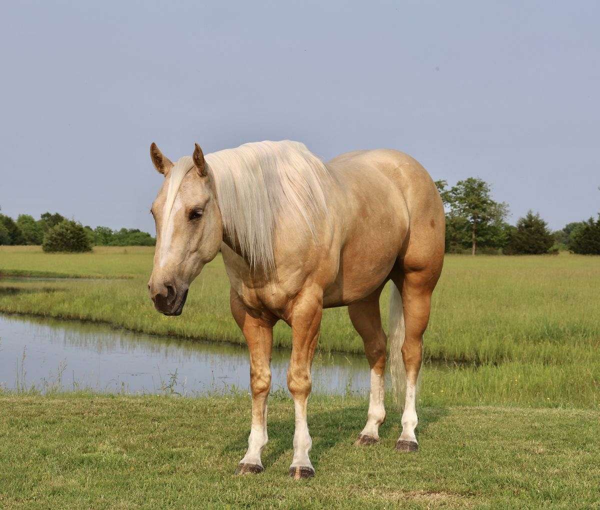 Simba - Fantastic Ranch & Roping Prospect 3 Yr Old Palomino AQHA Gelding!