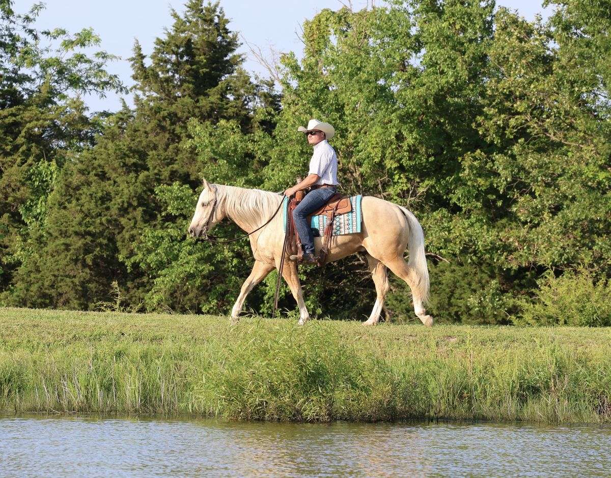 Simba - Fantastic Ranch & Roping Prospect 3 Yr Old Palomino AQHA Gelding!