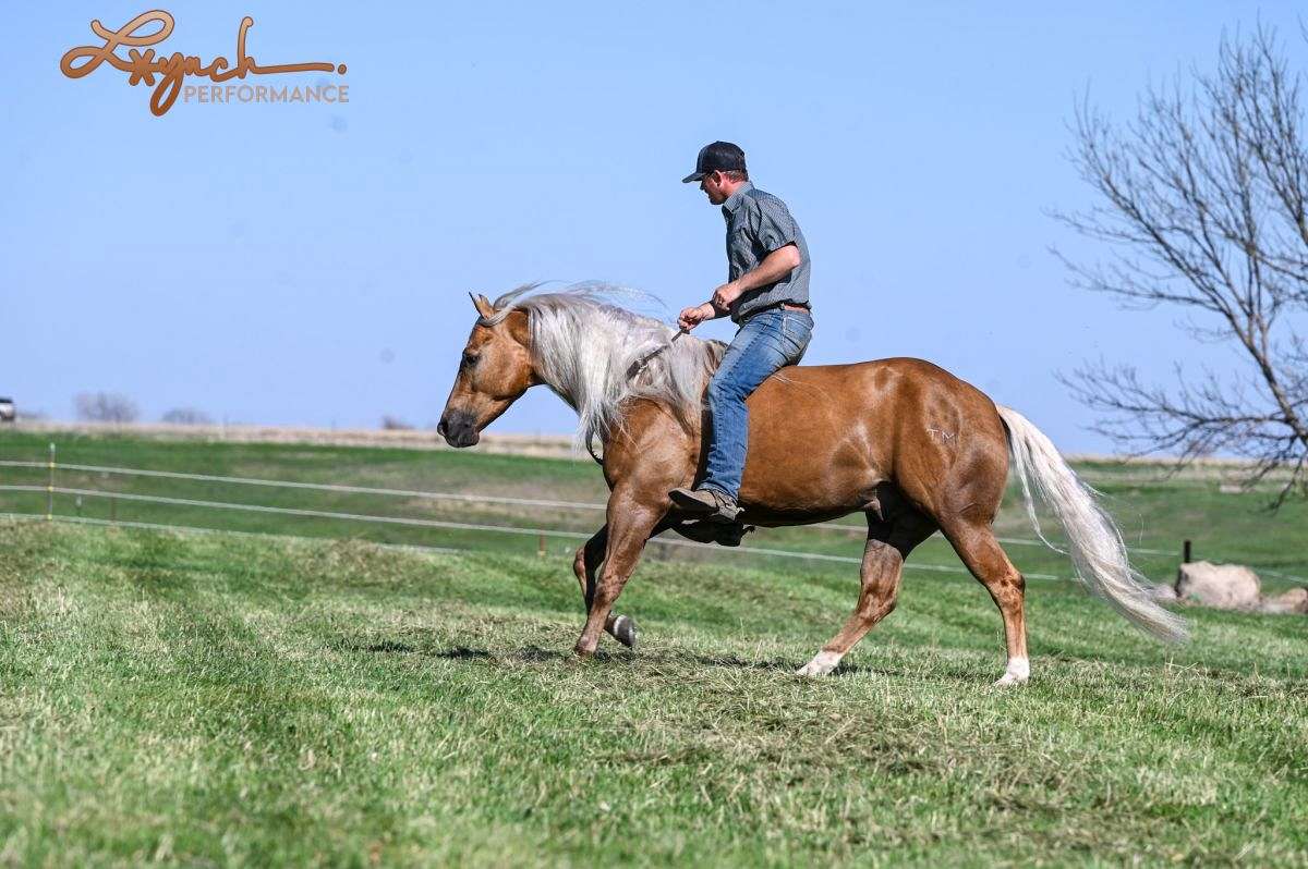 Sharpie - Incredible Ranch & Reining Prospect 4 yo Palomino AQHA Gelding!