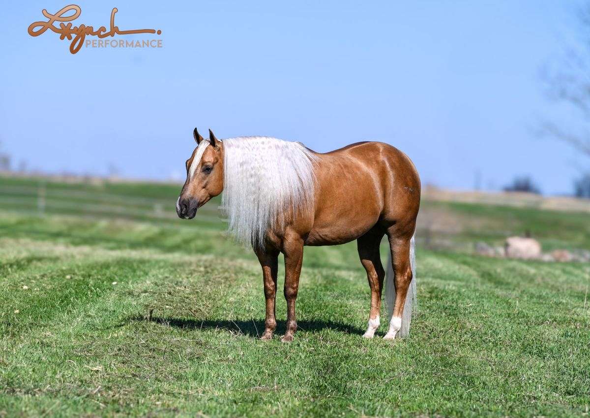 Sharpie - Incredible Ranch & Reining Prospect 4 yo Palomino AQHA Gelding!