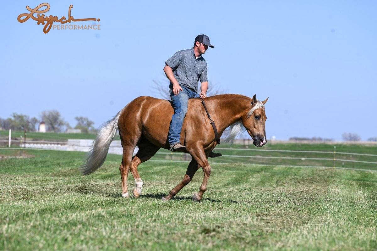 Sharpie - Incredible Ranch & Reining Prospect 4 yo Palomino AQHA Gelding!