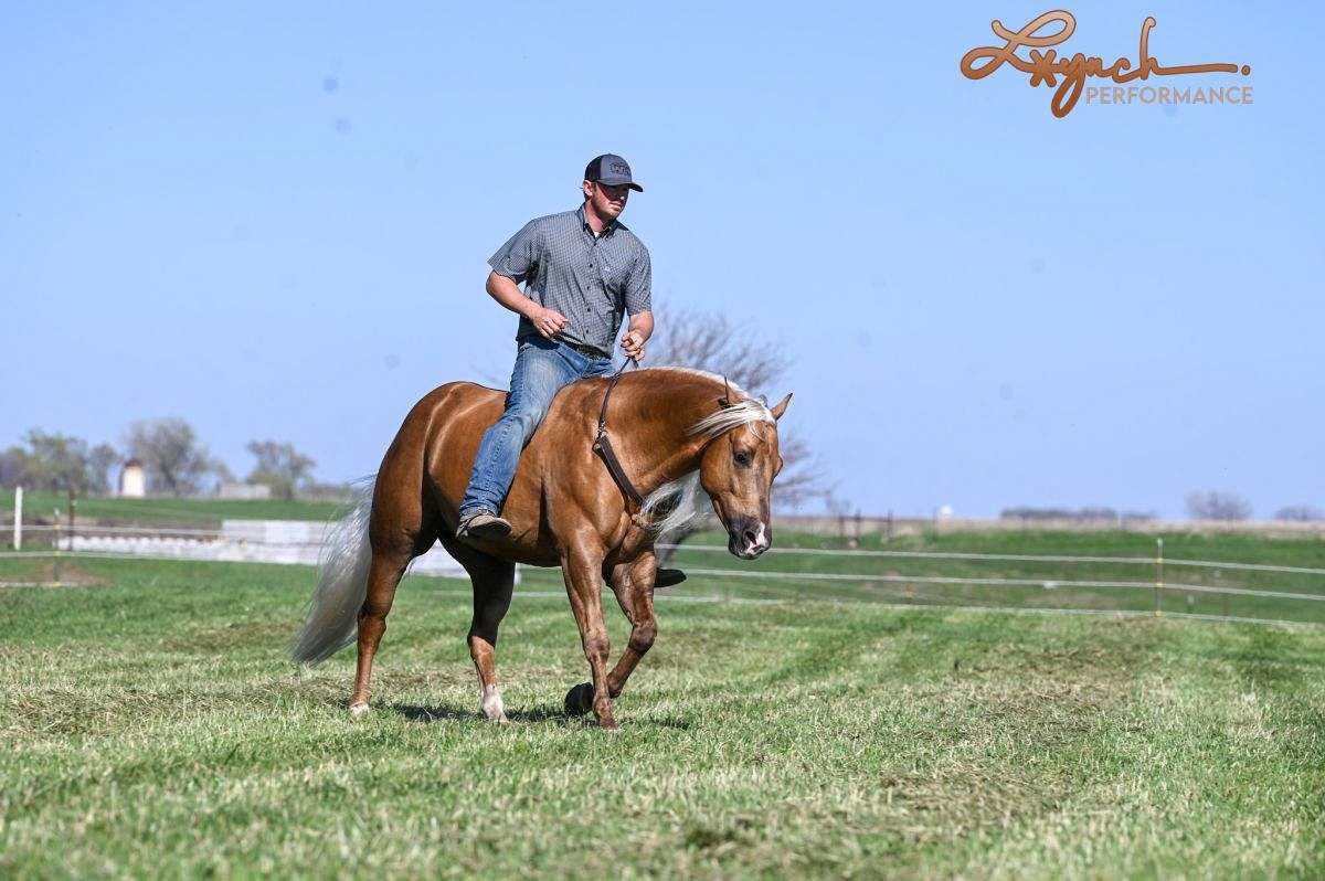 Sharpie - Incredible Ranch & Reining Prospect 4 yo Palomino AQHA Gelding!