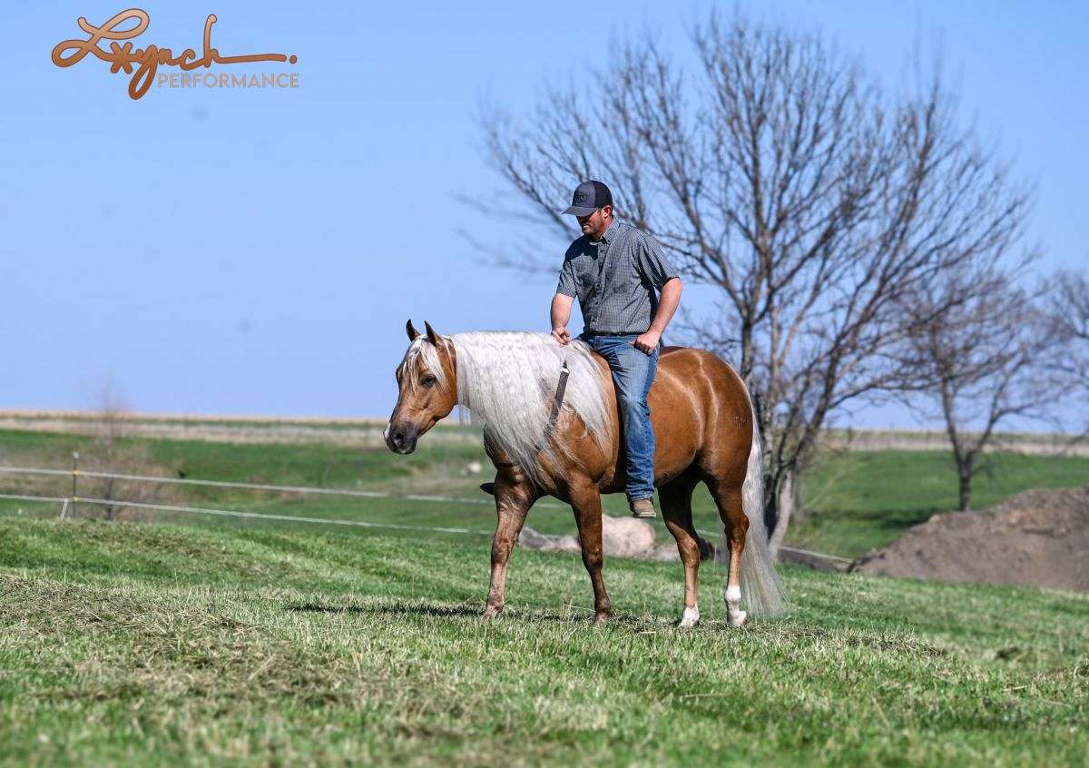 Sharpie - Incredible Ranch & Reining Prospect 4 yo Palomino AQHA Gelding!