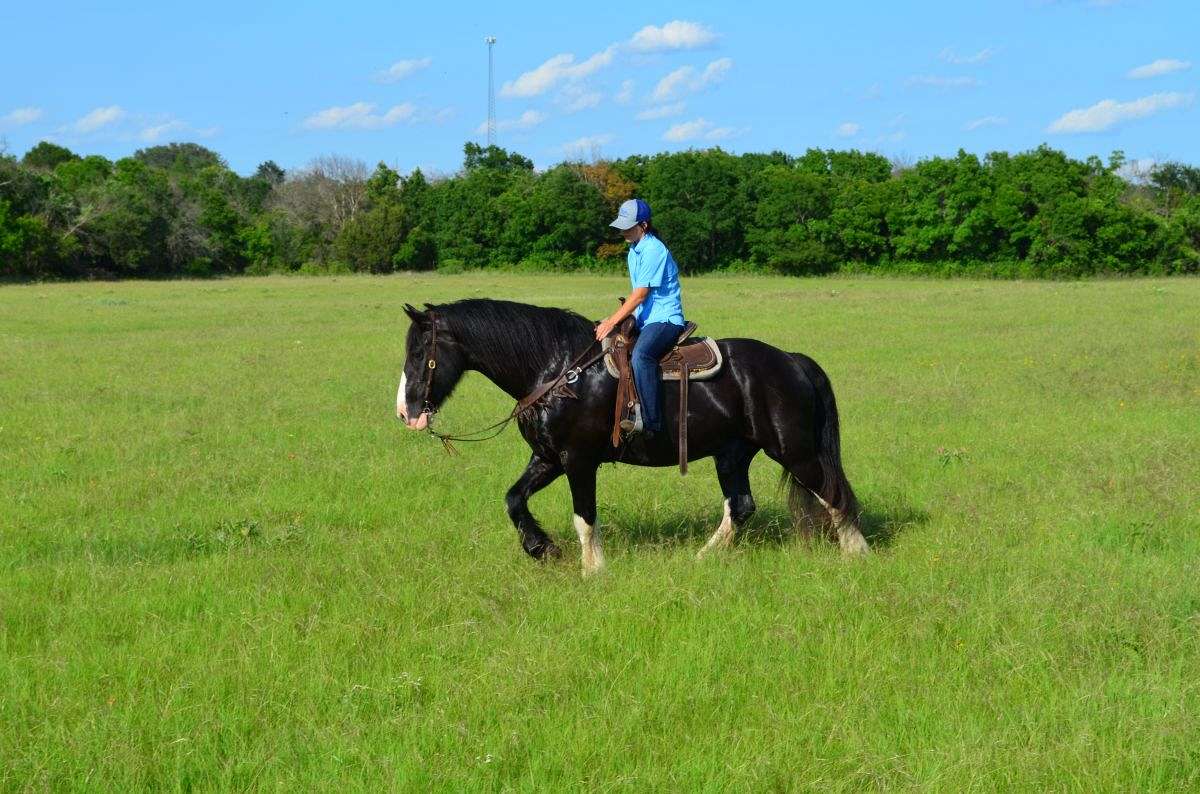 Scooby - Ultimate All-Around Partner 8 yo Black SHIRE Cross Gelding!