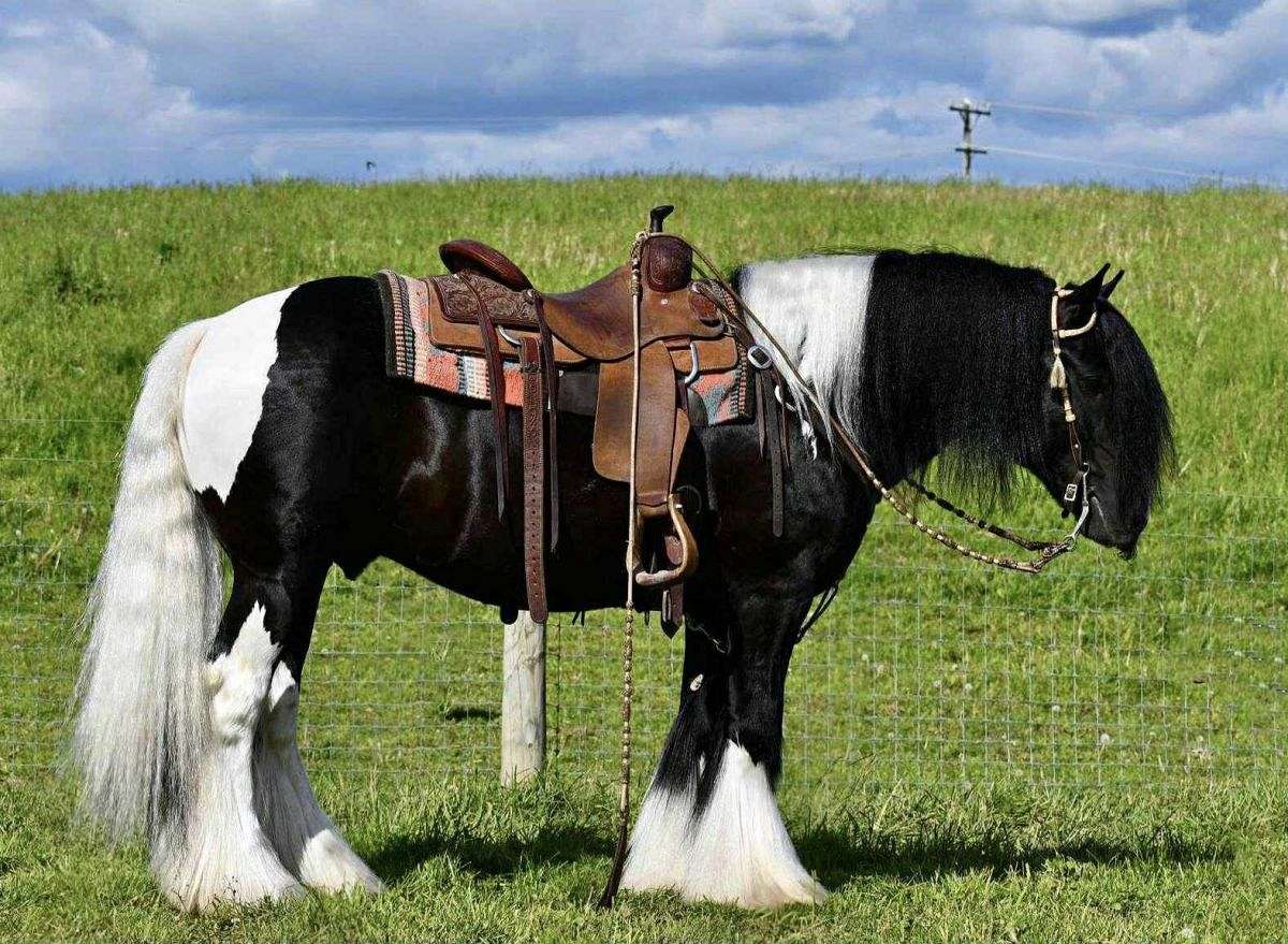 Ridge - Flashy All-Around Horse 6 yo Black & White Gypsy Vanner Stallion!