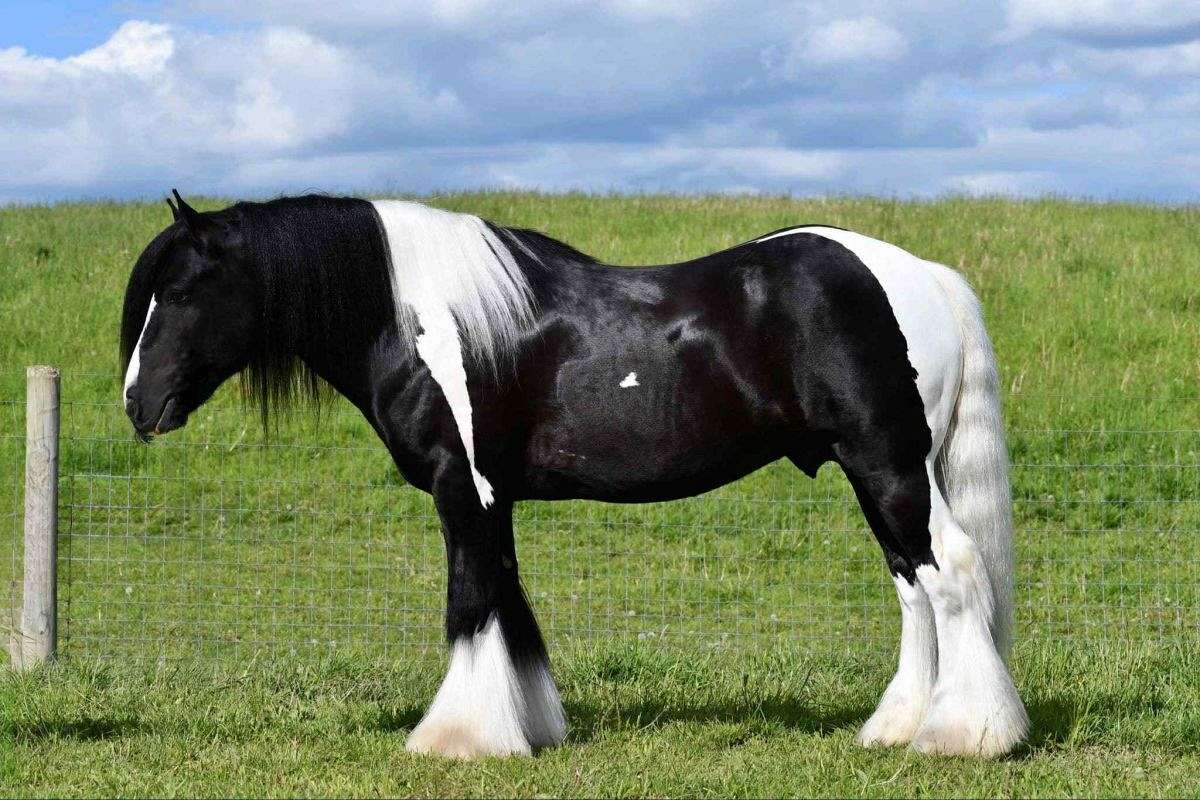Ridge - Flashy All-Around Horse 6 yo Black & White Gypsy Vanner Stallion!