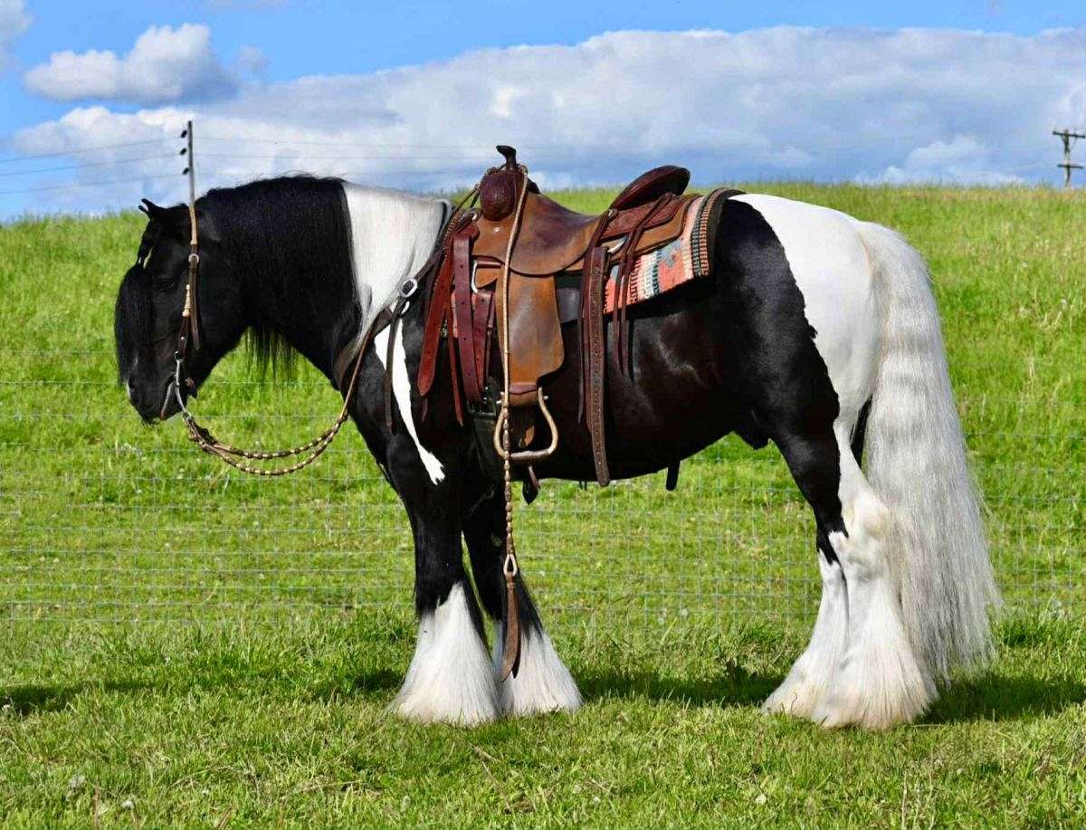 Ridge - Flashy All-Around Horse 6 yo Black & White Gypsy Vanner Stallion!