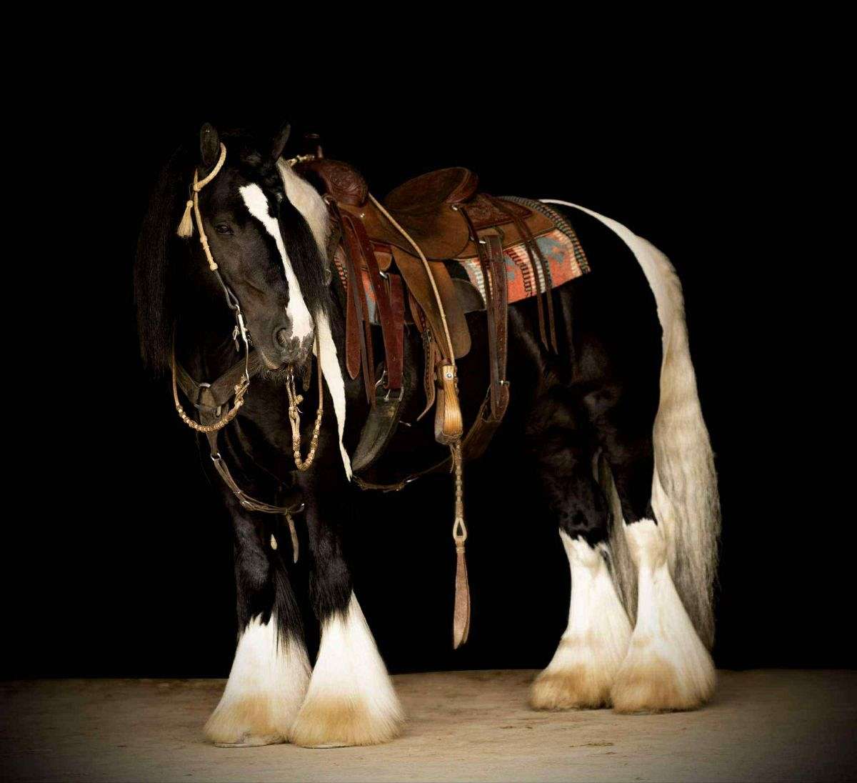 Ridge - Flashy All-Around Horse 6 yo Black & White Gypsy Vanner Stallion!