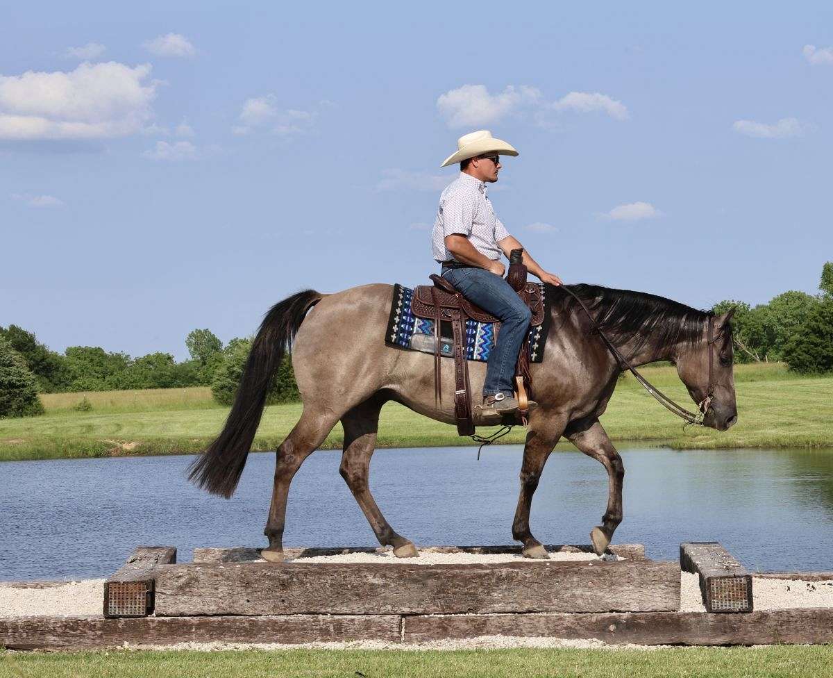Pumbaa - Stunning Ranch & Rope Horse 7 Yr Old Grulla AQHA Gelding!