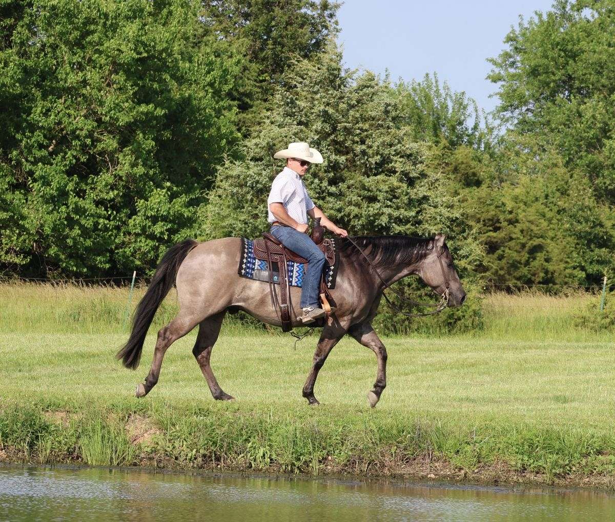 Pumbaa - Stunning Ranch & Rope Horse 7 Yr Old Grulla AQHA Gelding!