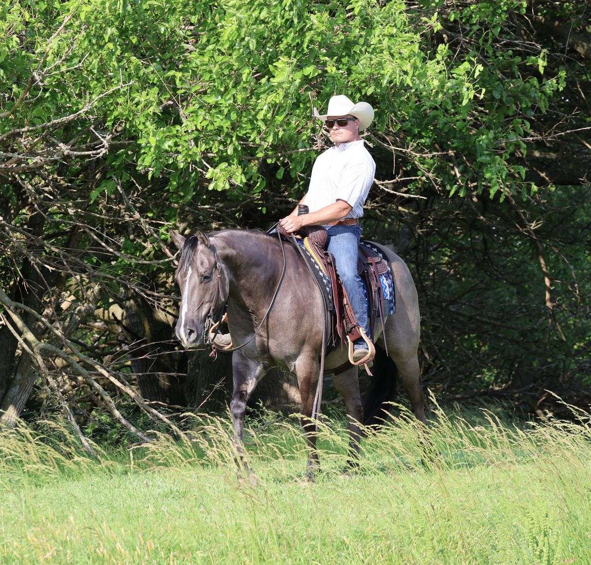 Pumbaa - Stunning Ranch & Rope Horse 7 Yr Old Grulla AQHA Gelding!
