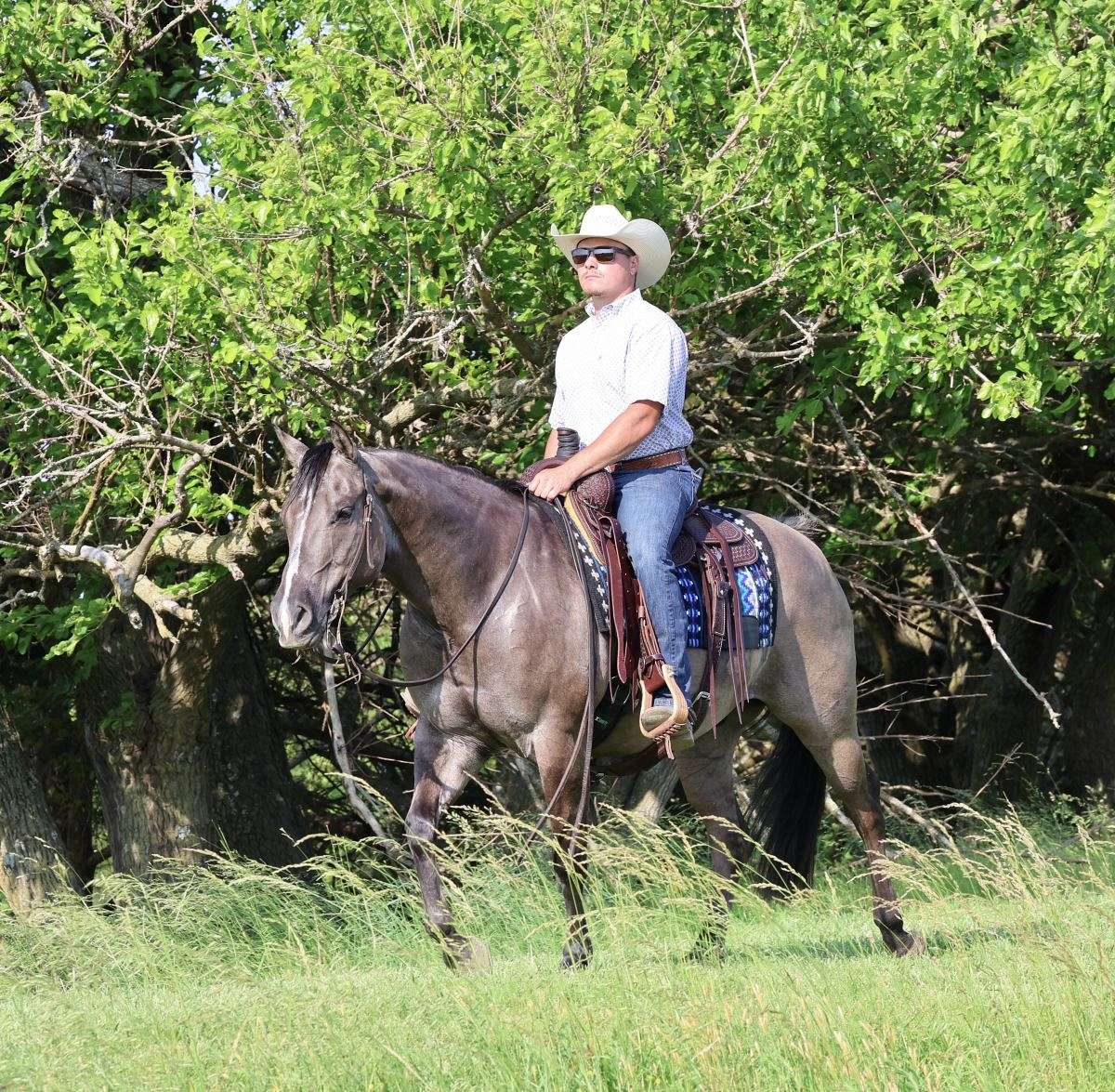 Pumbaa - Stunning Ranch & Rope Horse 7 Yr Old Grulla AQHA Gelding!