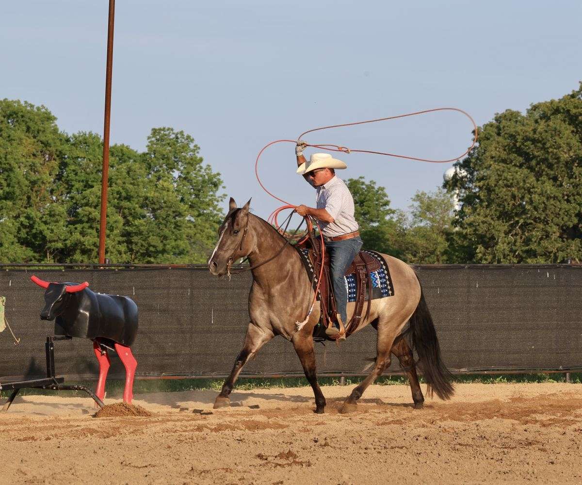 Pumbaa - Stunning Ranch & Rope Horse 7 Yr Old Grulla AQHA Gelding!