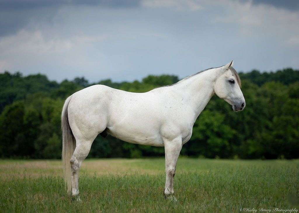 Kody - Extremely Versatile & Intelligence 6 yo Gray Quarter Horse Gelding!