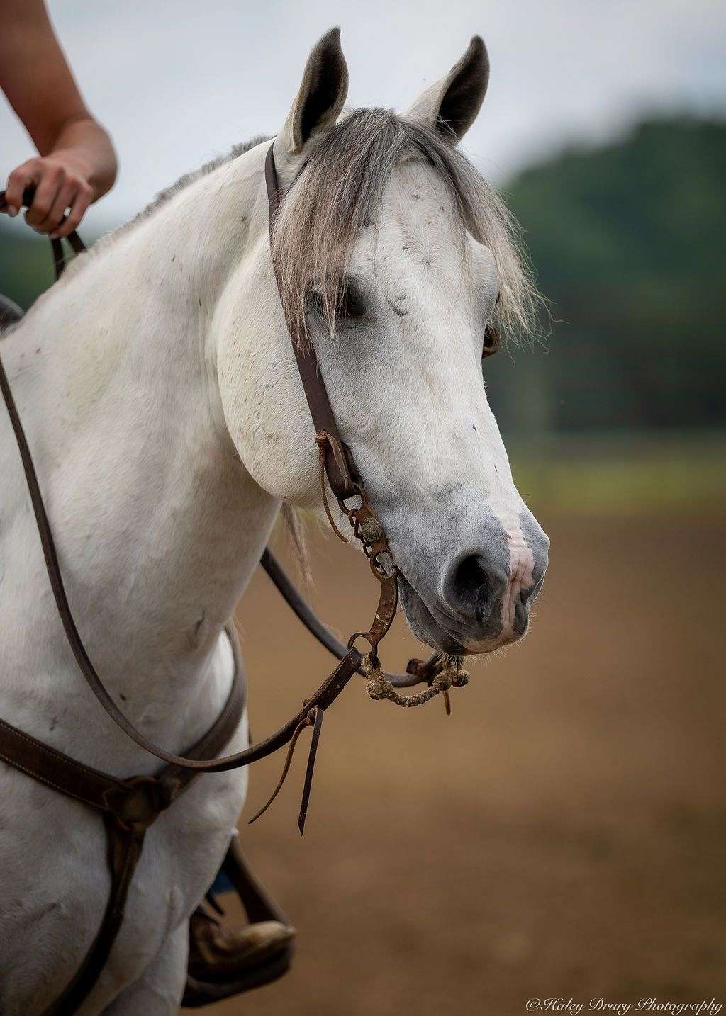 Kody - Extremely Versatile & Intelligence 6 yo Gray Quarter Horse Gelding!