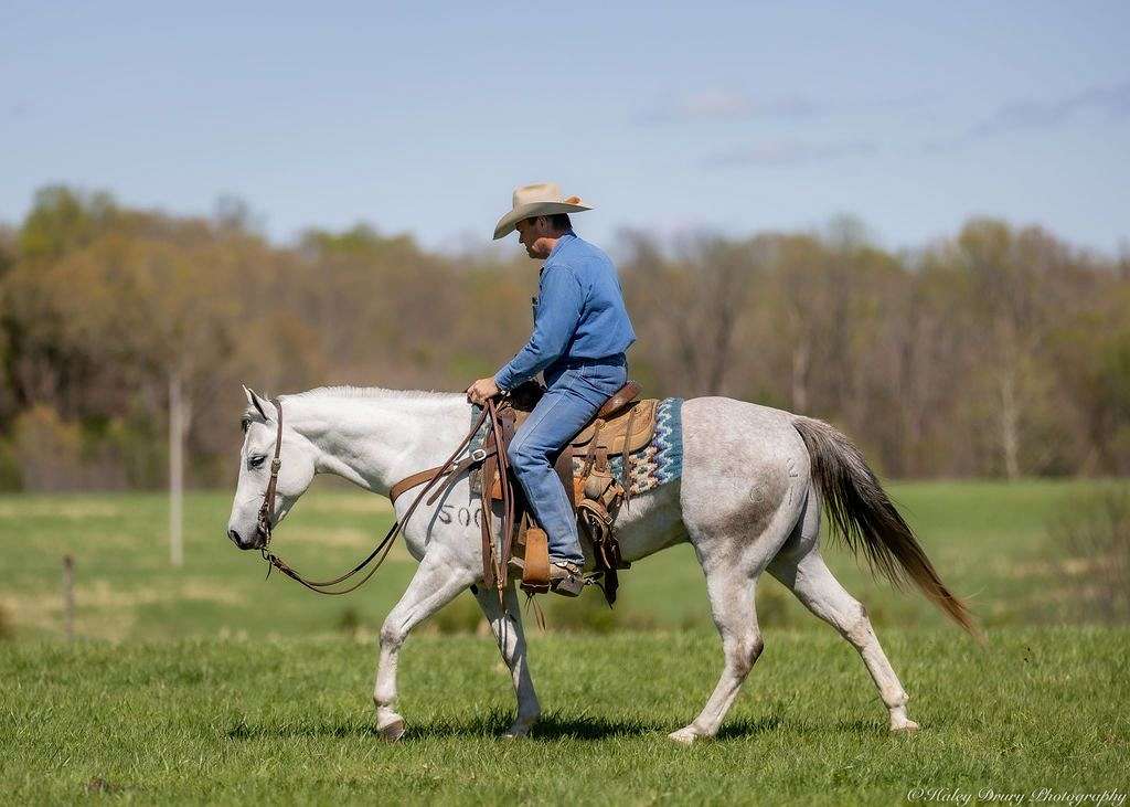 Kayce - Calm, Quiet, & Dependable 4 Yr Old Gray AQHA Gelding!