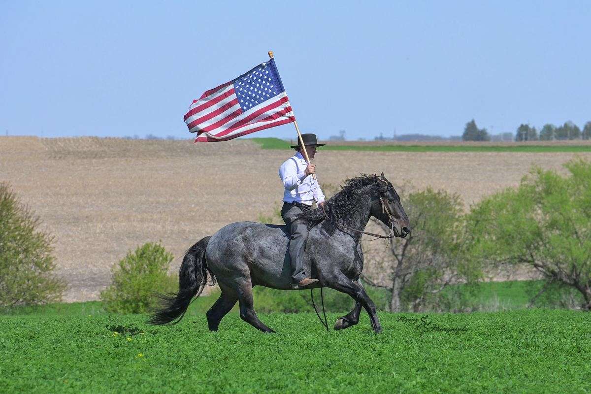 Jagger - Jaw Dropping Gorgeous 5 Yr Old Blue Roan Friesian QH Cross Gelding