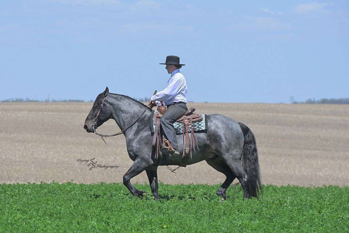 Jagger - Jaw Dropping Gorgeous 5 Yr Old Blue Roan Friesian QH Cross Gelding