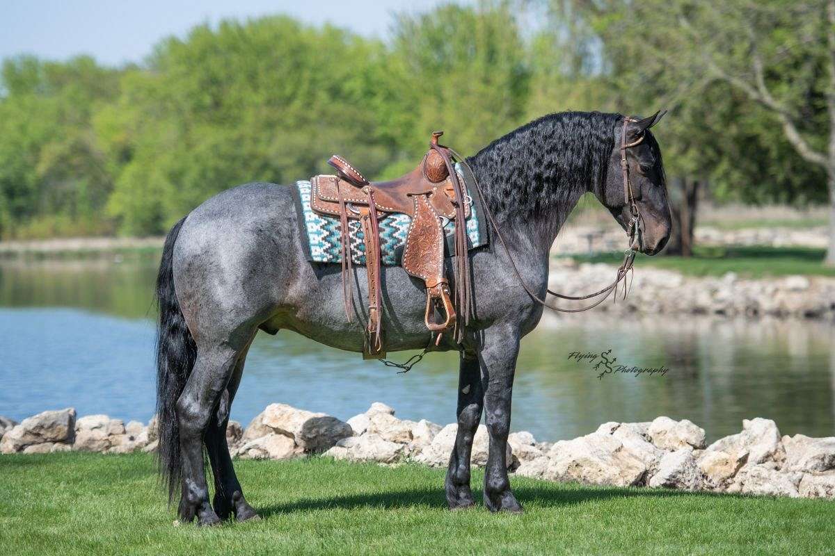 Jagger - Jaw Dropping Gorgeous 5 Yr Old Blue Roan Friesian QH Cross Gelding