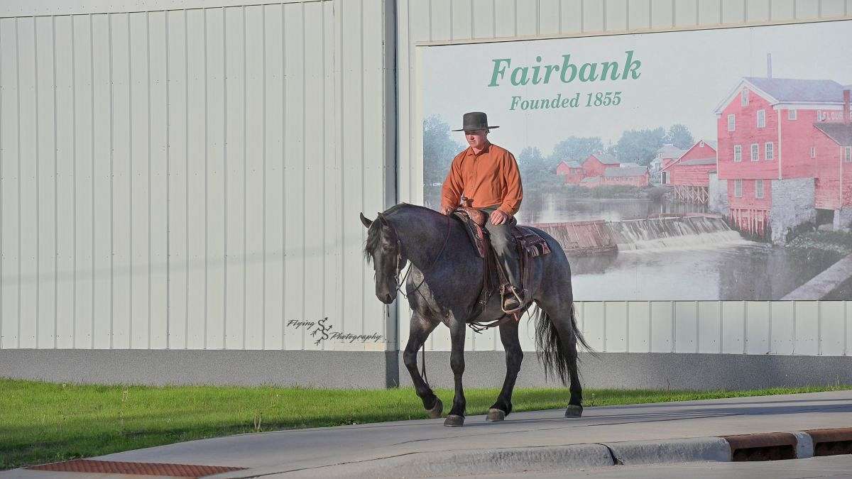 Jagger - Jaw Dropping Gorgeous 5 Yr Old Blue Roan Friesian QH Cross Gelding