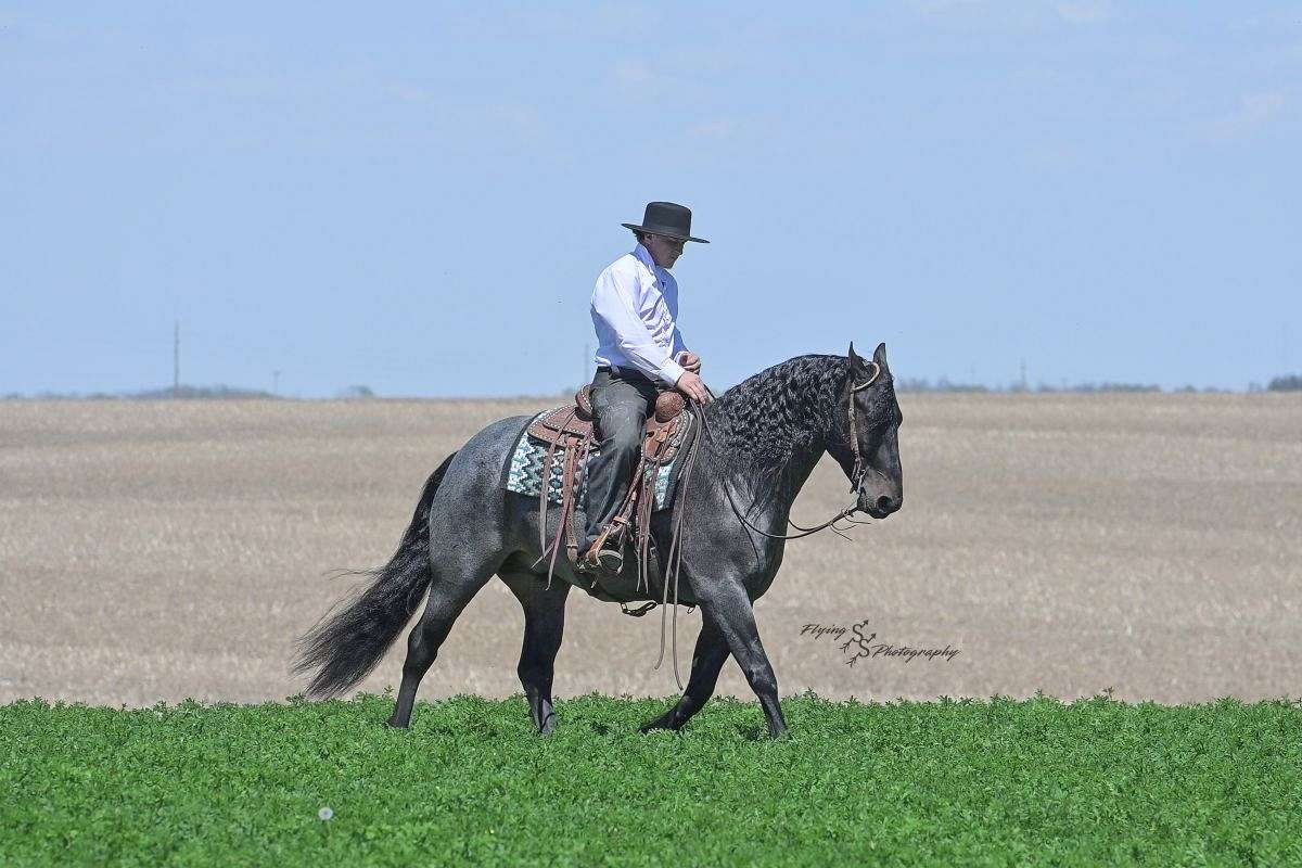Jagger - Jaw Dropping Gorgeous 5 Yr Old Blue Roan Friesian QH Cross Gelding