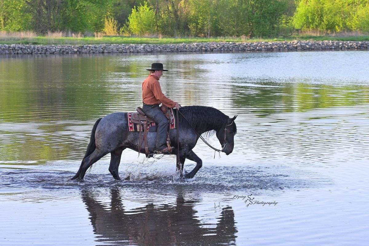 Jagger - Jaw Dropping Gorgeous 5 Yr Old Blue Roan Friesian QH Cross Gelding