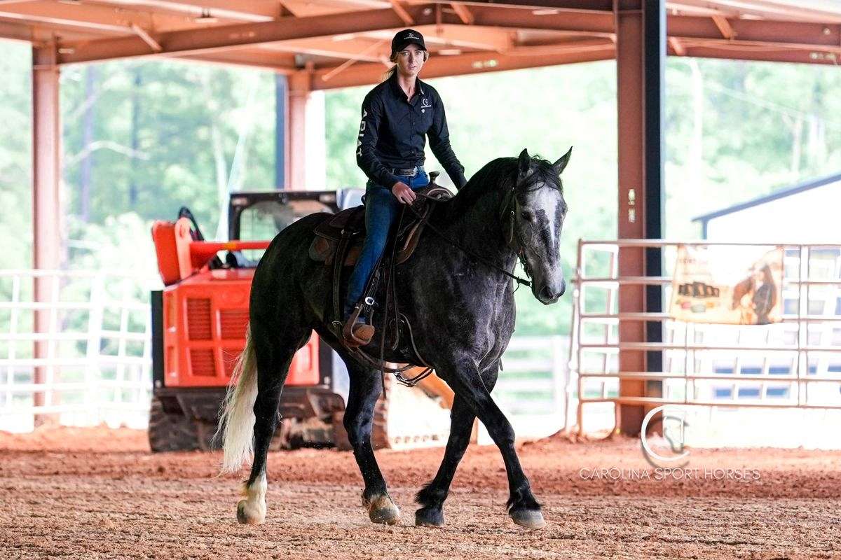 Governor - Versatile & Family-Friendly 5 yo Grey Friesian/Percheron Gelding