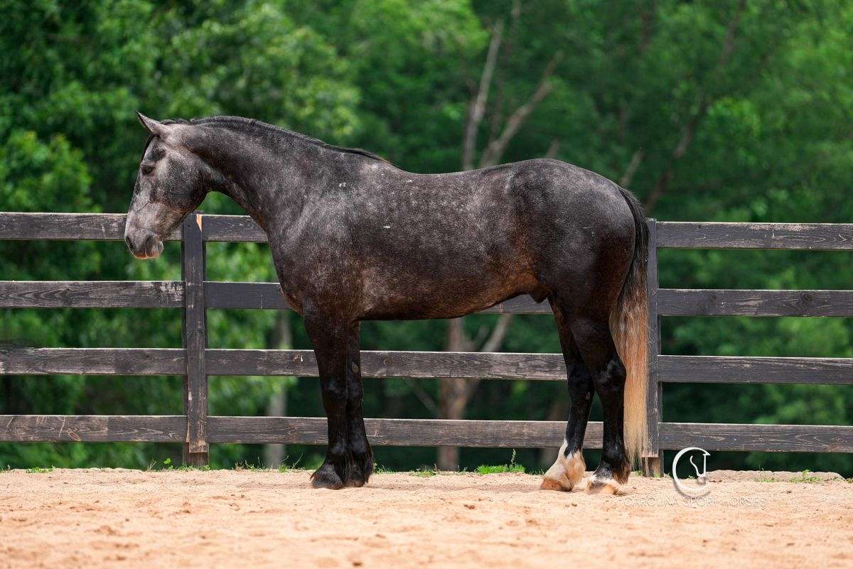 Governor - Versatile & Family-Friendly 5 yo Grey Friesian/Percheron Gelding