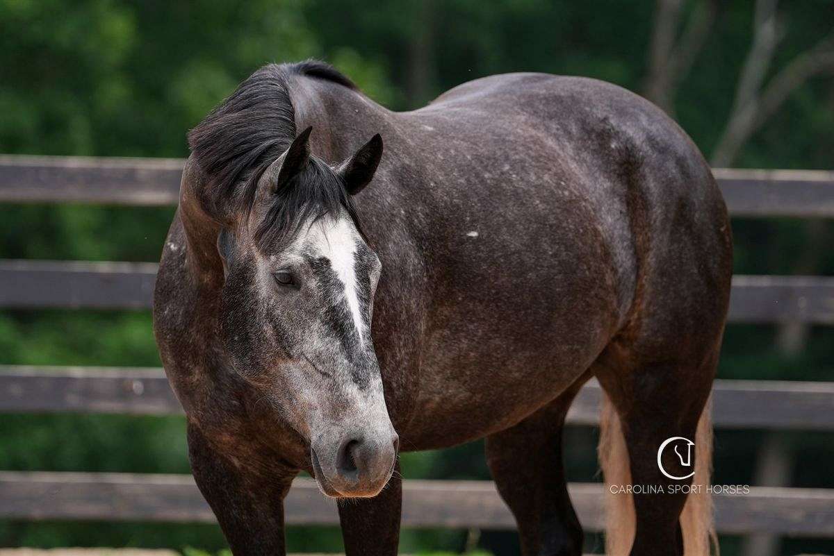 Governor - Versatile & Family-Friendly 5 yo Grey Friesian/Percheron Gelding